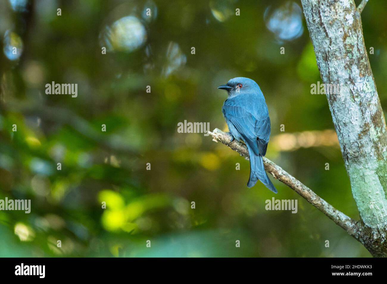 Ashy Drongo, Dicrurus leucophaeus, Vietnam Stock Photo - Alamy