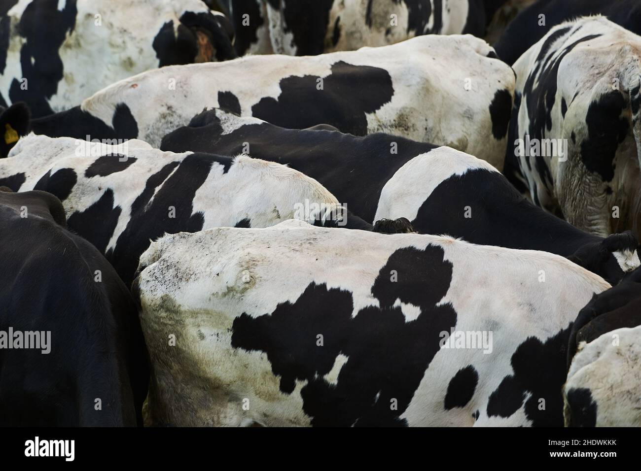 Group black white dairy cows hi-res stock photography and images - Alamy