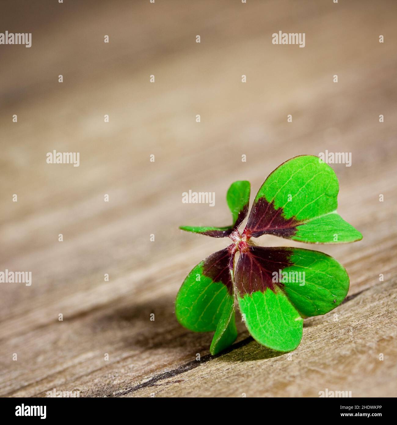 four leafed clover, cloverleaf, four-leafed clovers, cloverleafs Stock ...
