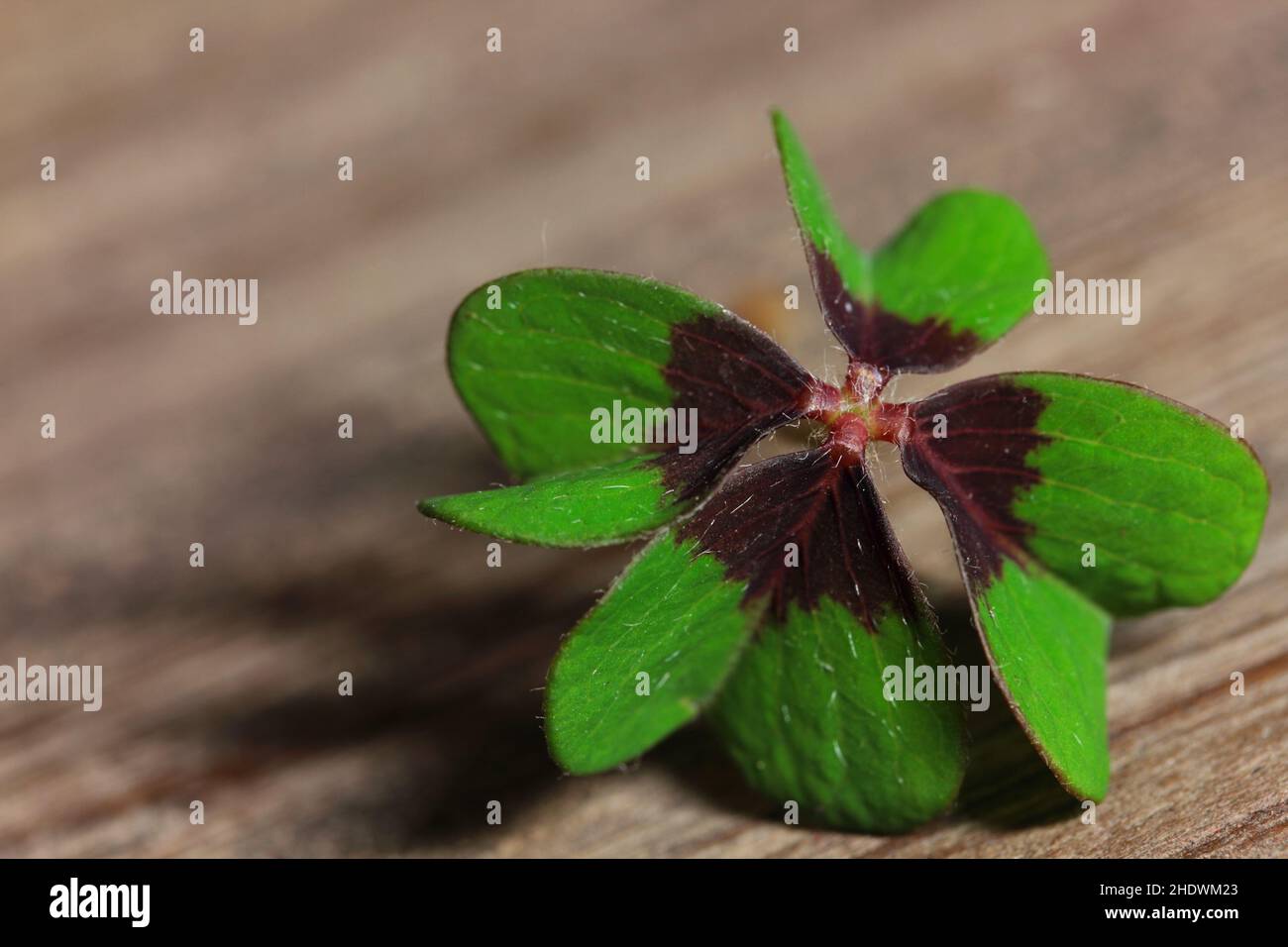 four leafed clover, cloverleaf, four-leafed clovers, cloverleafs Stock ...