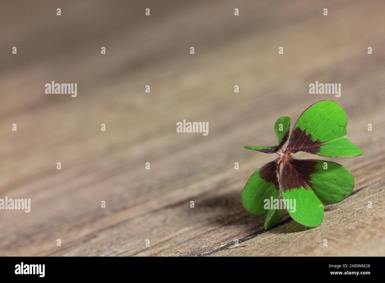 four leafed clover, cloverleaf, good luck charm, four-leafed clovers ...