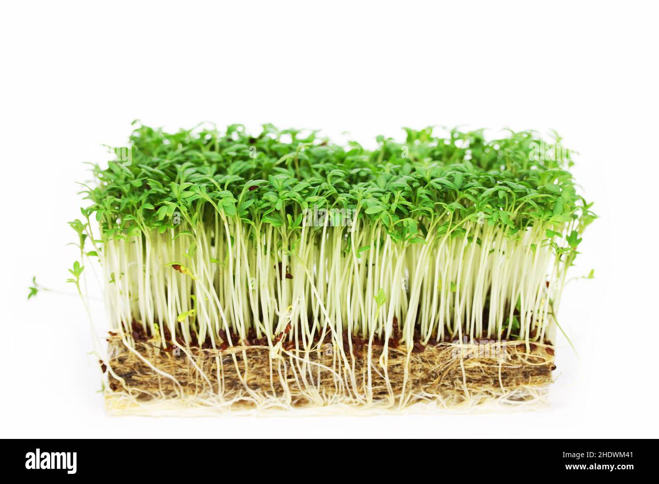 seedlings, garden cress, sapling, seedling Stock Photo - Alamy