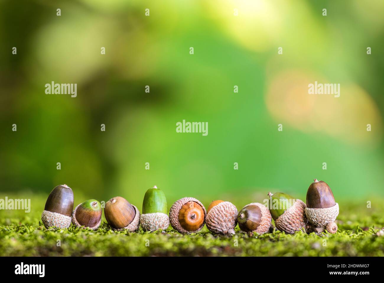 Acorns acorns acorns acorns acorns hi-res stock photography and images ...