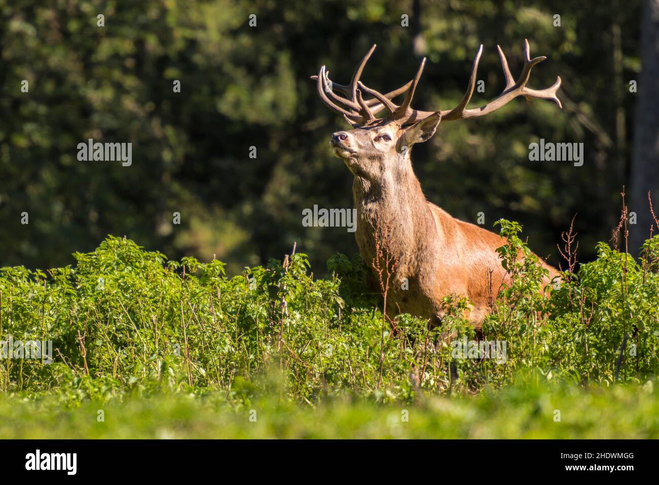 deer, deers, roe deer, stag Stock Photo - Alamy