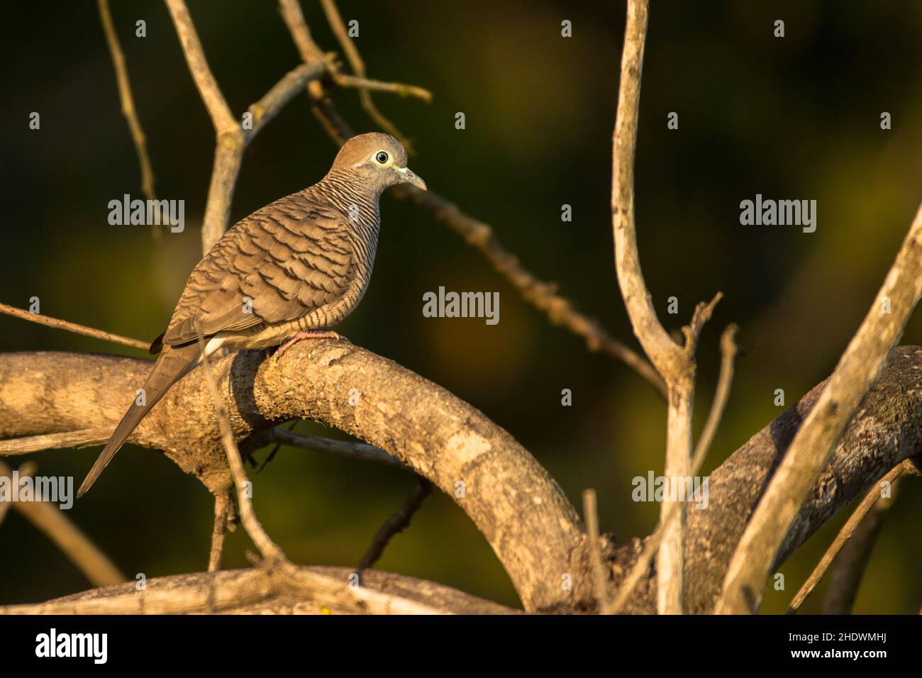 Beautiful zebra dove geopelia hi-res stock photography and images - Alamy