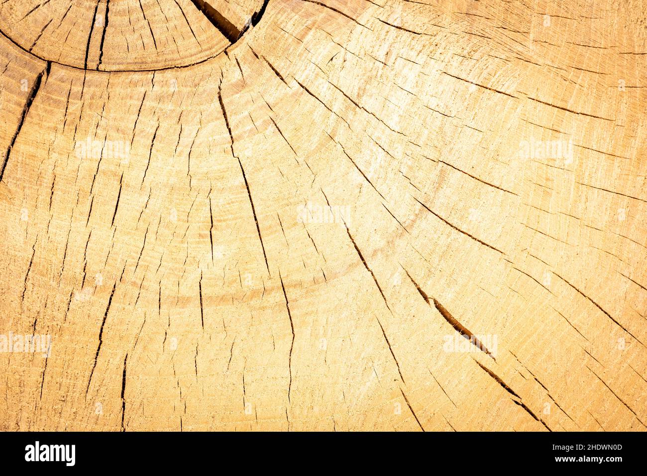 wood, wood grain, structure, woodland, woodlands, woods, wood grains ...