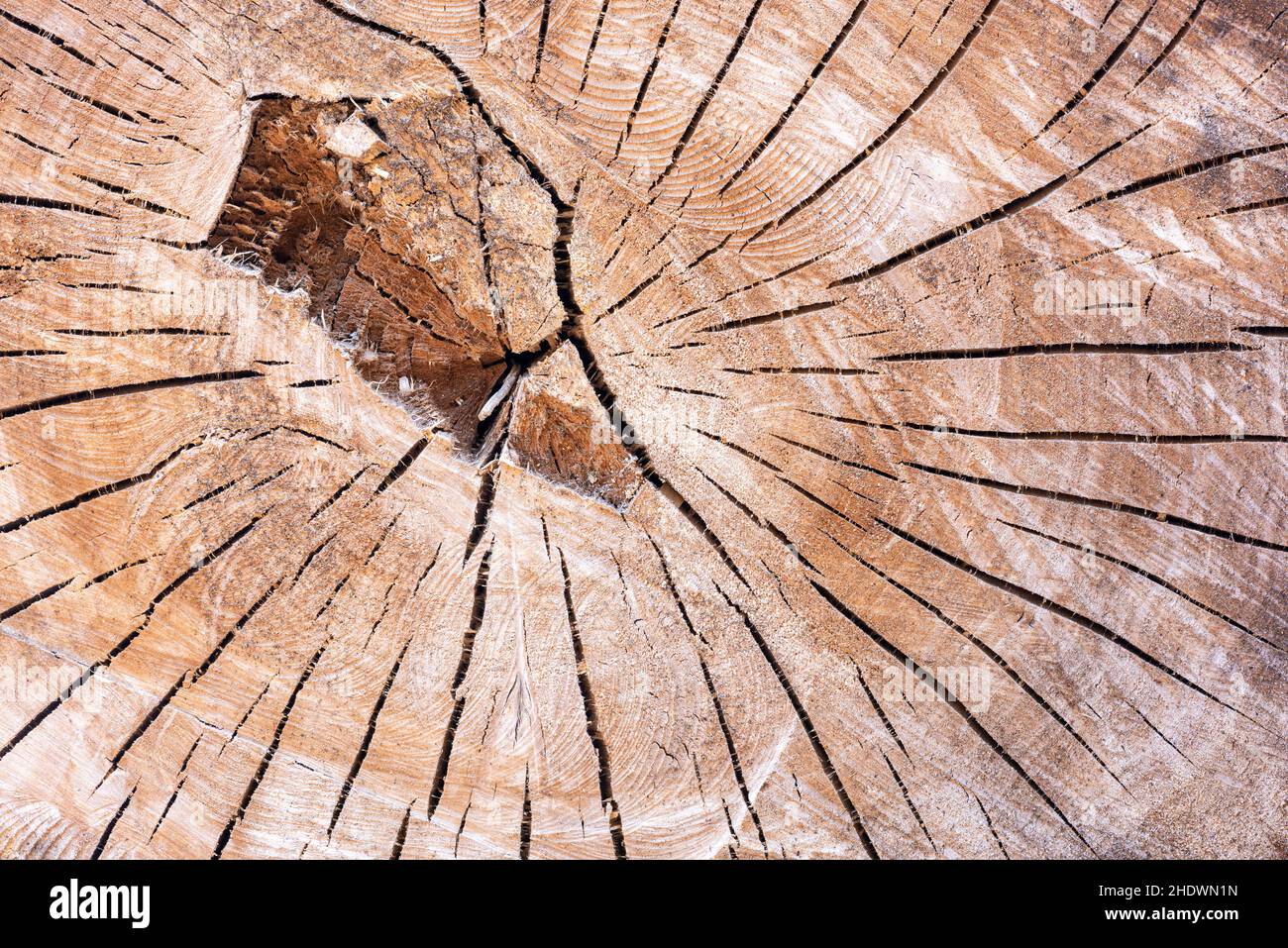 tree trunk, structure, annual rings, trunks, structures, annual ring ...