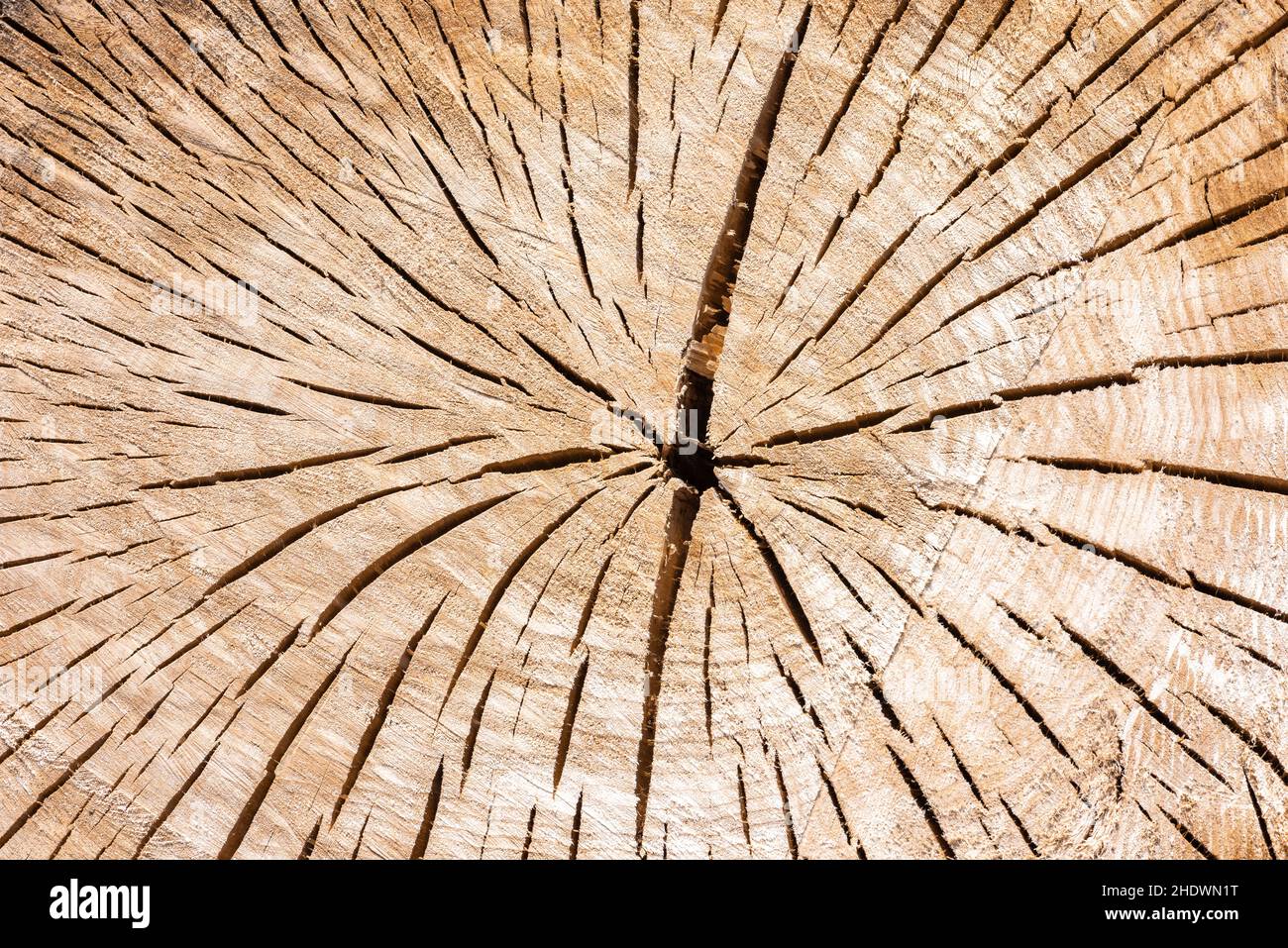 tree trunk, cracked, annual rings, trunks, crackeds, annual ring Stock ...