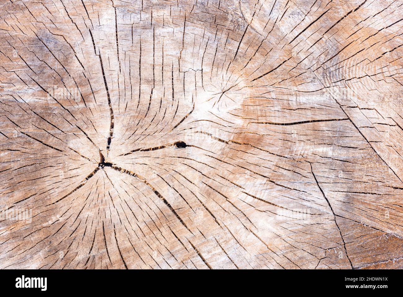 tree trunk, wood grain, structure, trunks, wood grains, structures ...