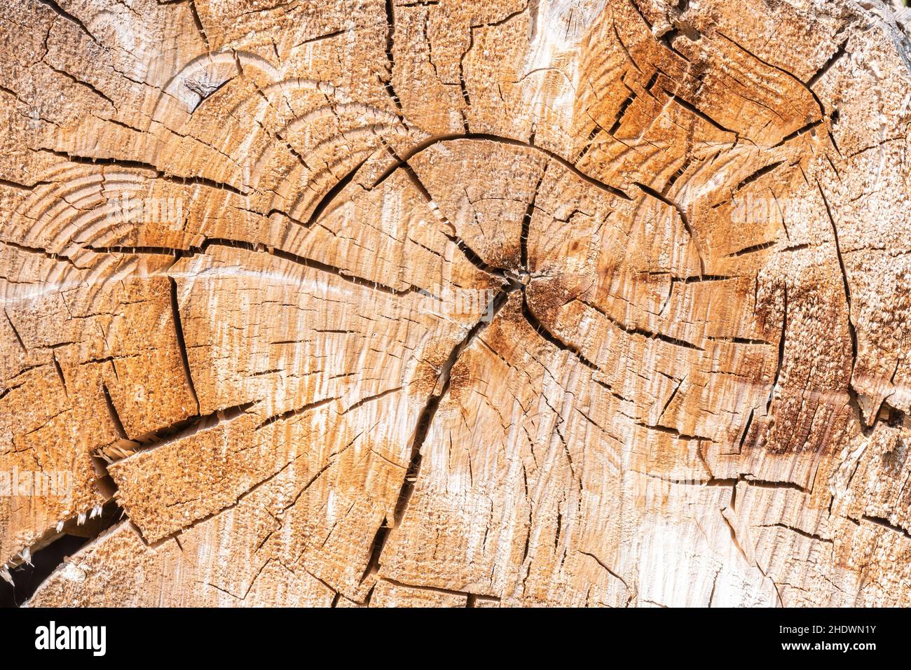 tree trunk, structure, annual rings, trunks, structures, annual ring ...