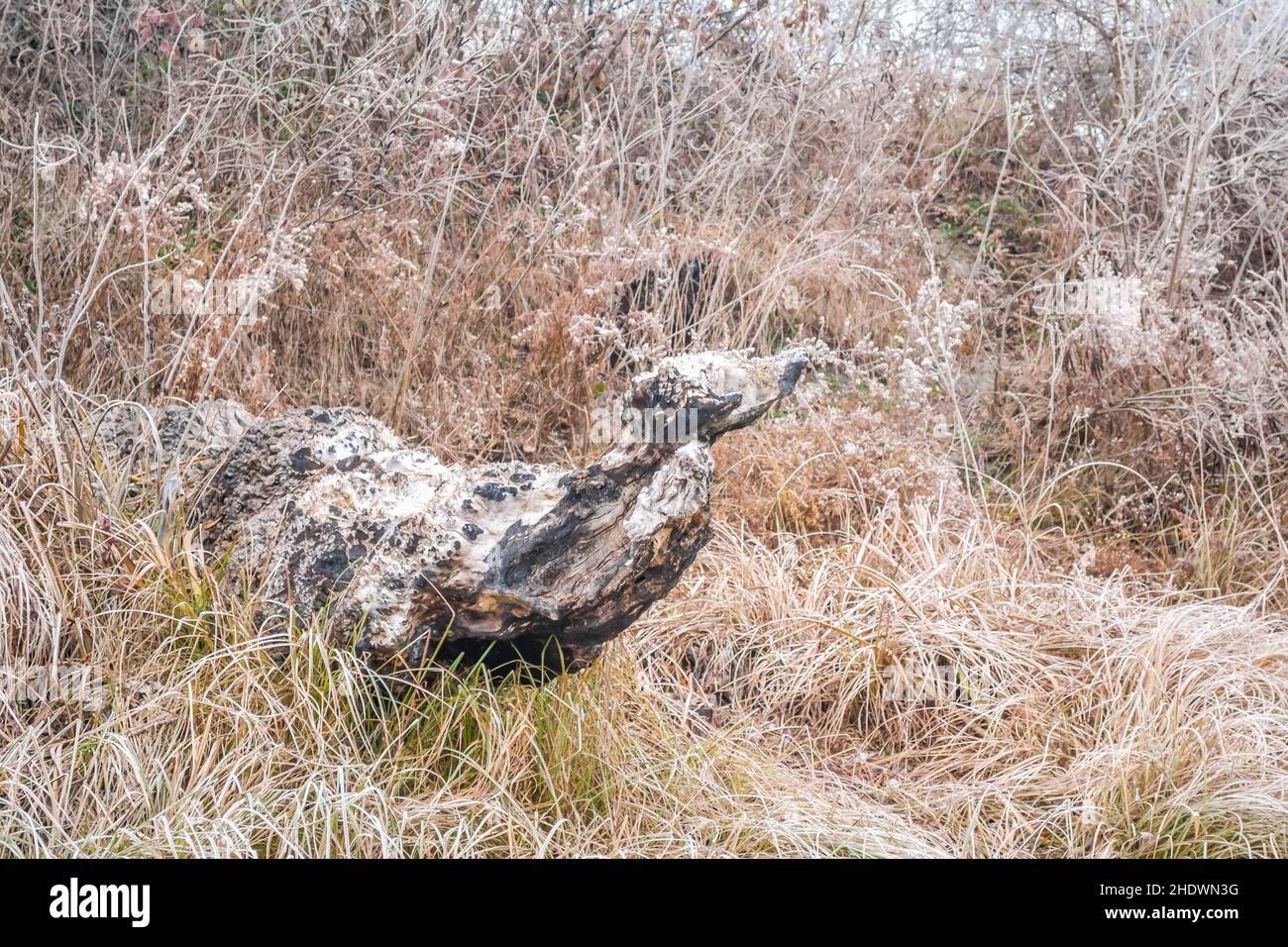 Burnt tree stump sticking out of dried grass Stock Photo - Alamy