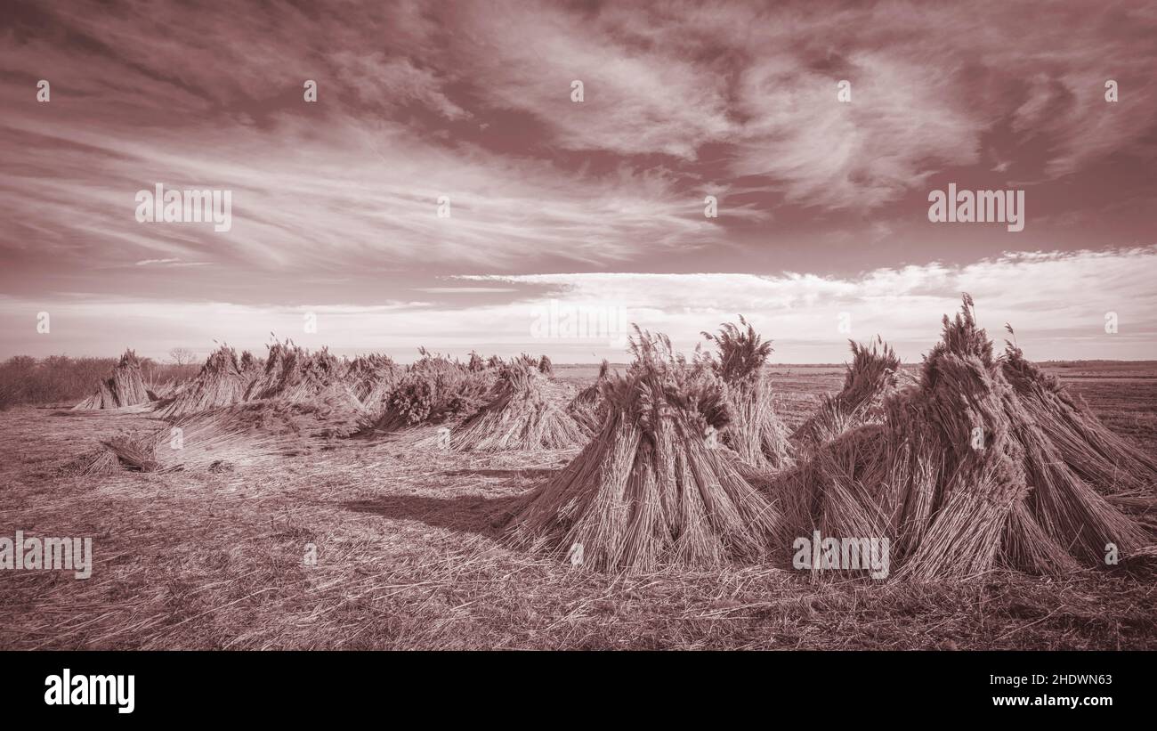 field, reed, burgenland, fields, reeds Stock Photo - Alamy