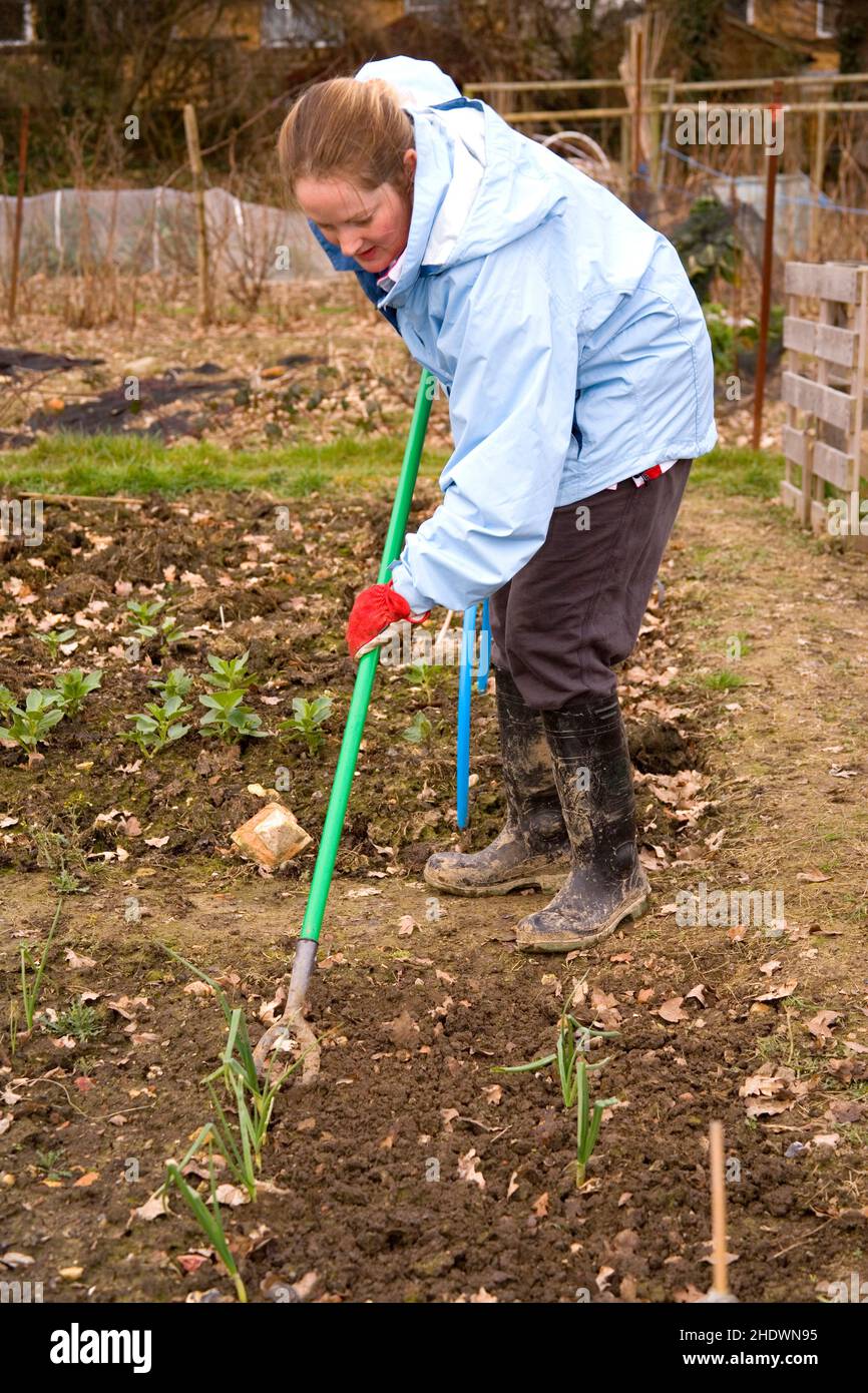 lady preparing the soil for planting by hoeing the soil on an allotment ...