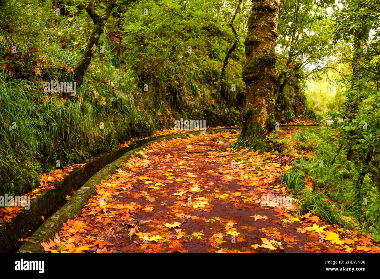 Beautiful shot of a pathway in a forest with leaves on the ground ...