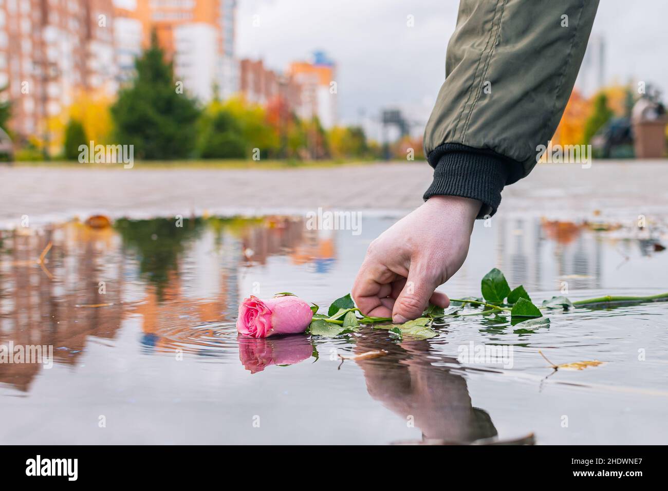 A man walking by raises a pink rose thrown into a puddle Stock Photo ...