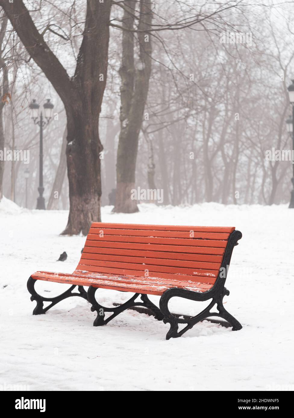 Empty park with wooden bench vintage lanterns trees covered by white ...