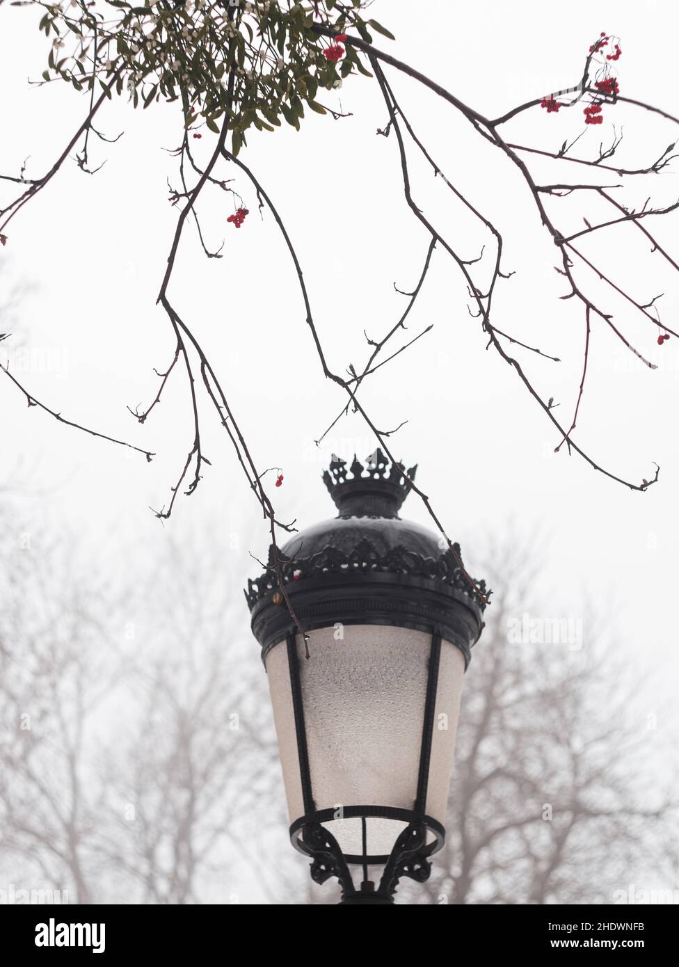 Empty park with vintage lanterns trees covered by white snow. Winter ...