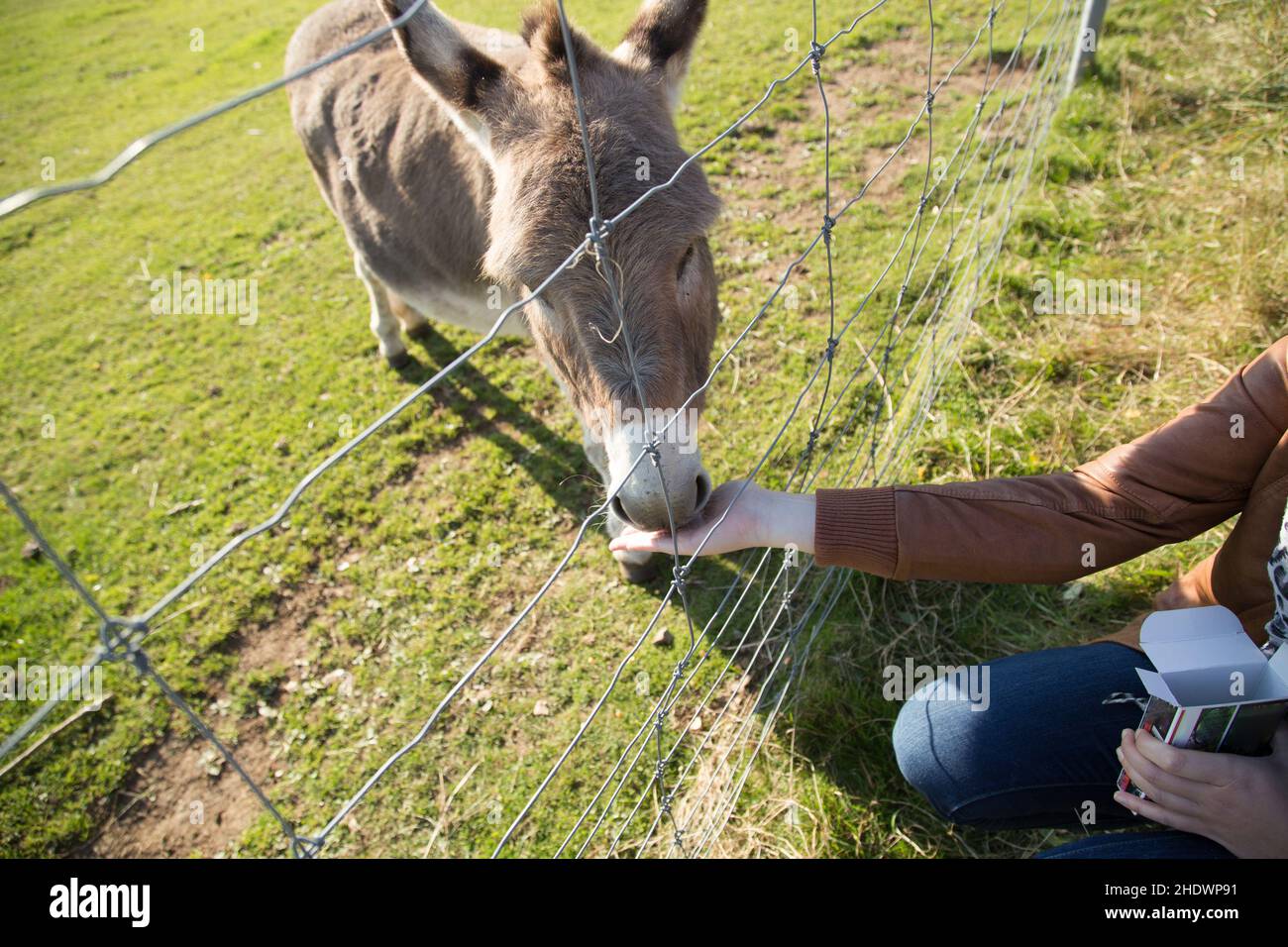 feeding, donkey, feed, feedings, donkeys Stock Photo - Alamy
