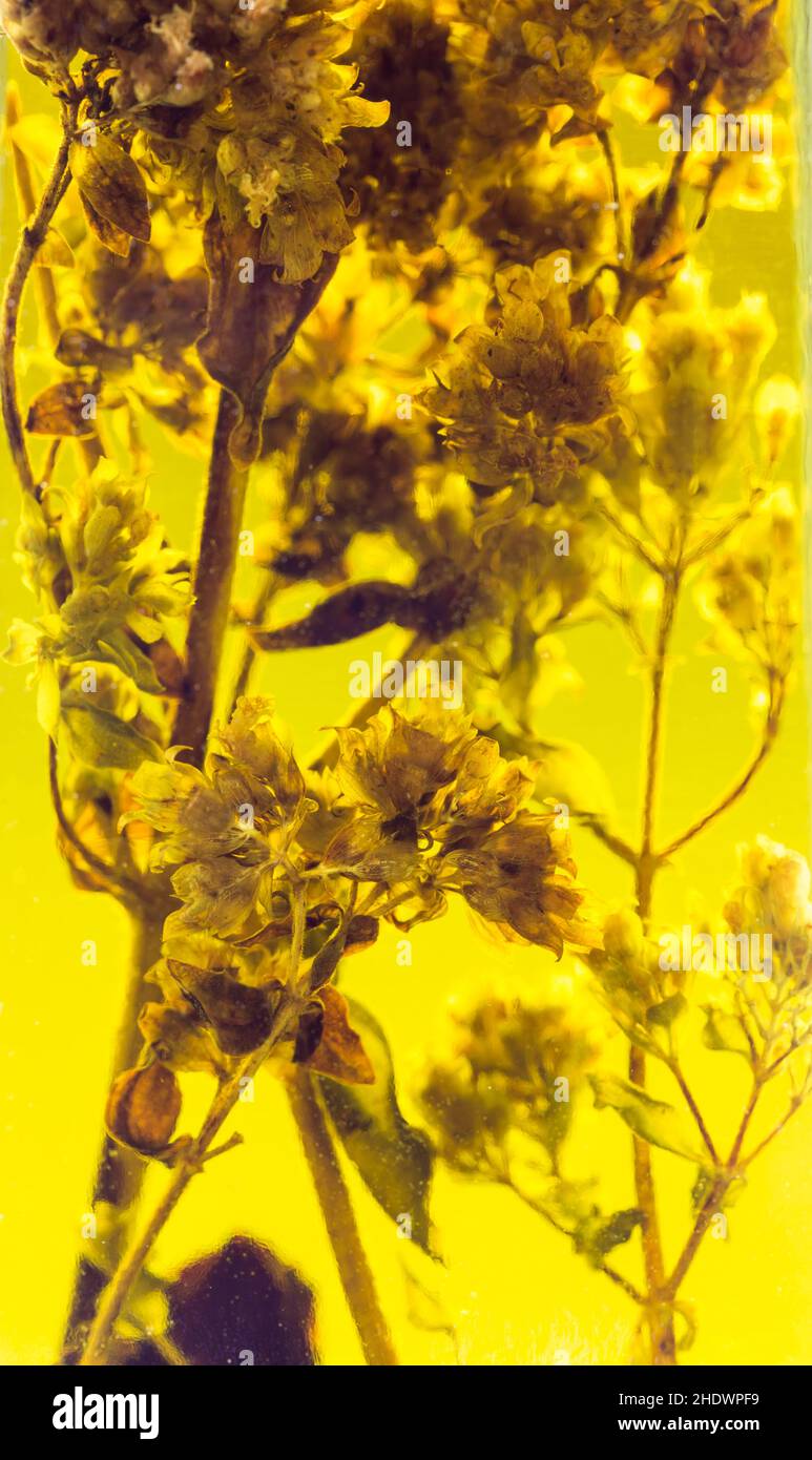 Vertical shot bottles vegetable oil hi-res stock photography and images ...