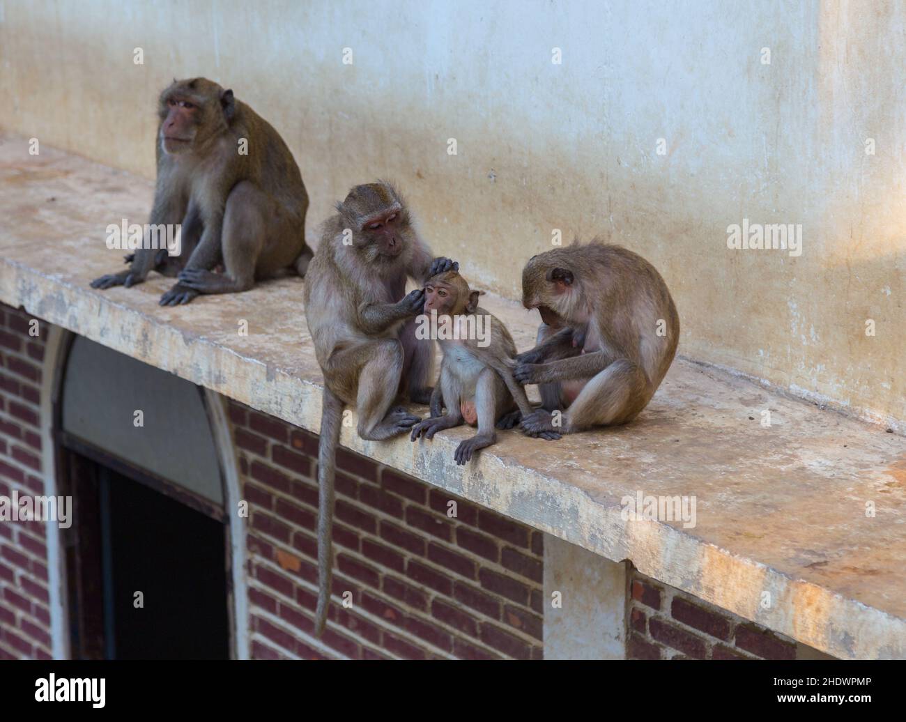 monkey, macaque, delouse, monkeys, primates, macaques, delouses Stock ...