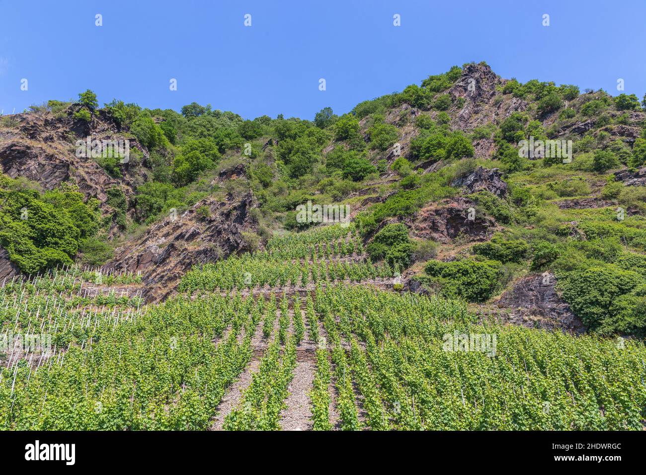 winemaking, vineyard, wine-growing region, vineyards, wine-growing ...