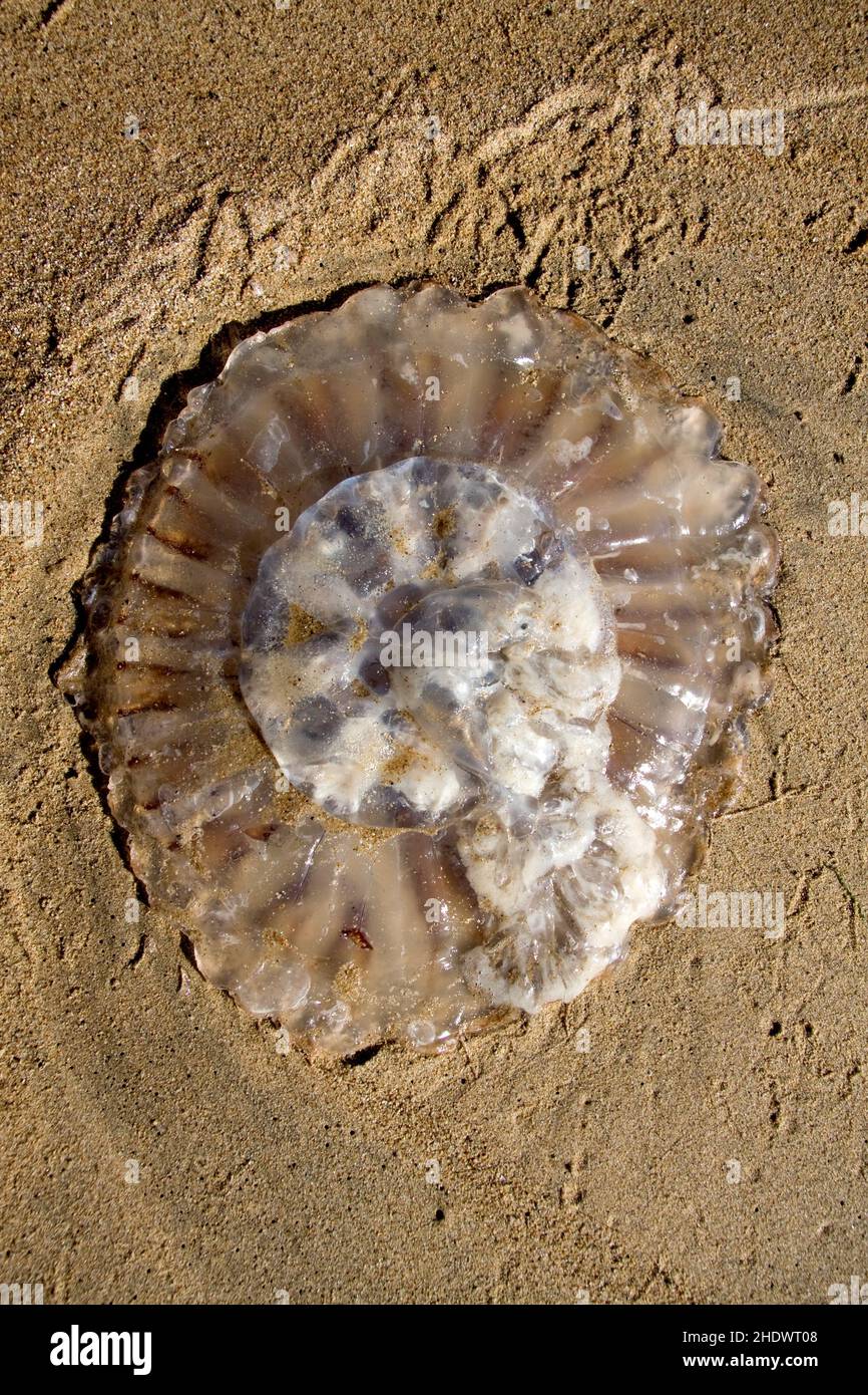 Vertical closeup of a transparent jellyfish on the sand of a beach in ...