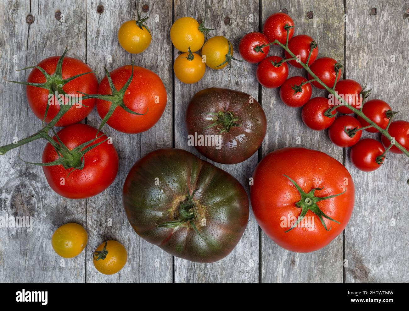 tomatoes, variation, tomato, diversities, diversity, variations Stock ...