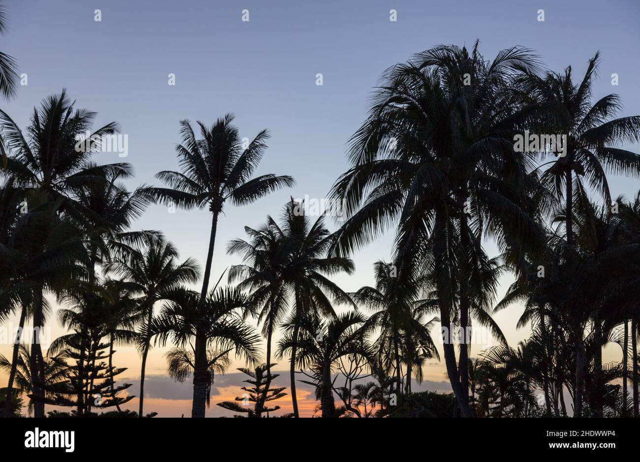 Palms sunset silhouettes tropical hi-res stock photography and images ...