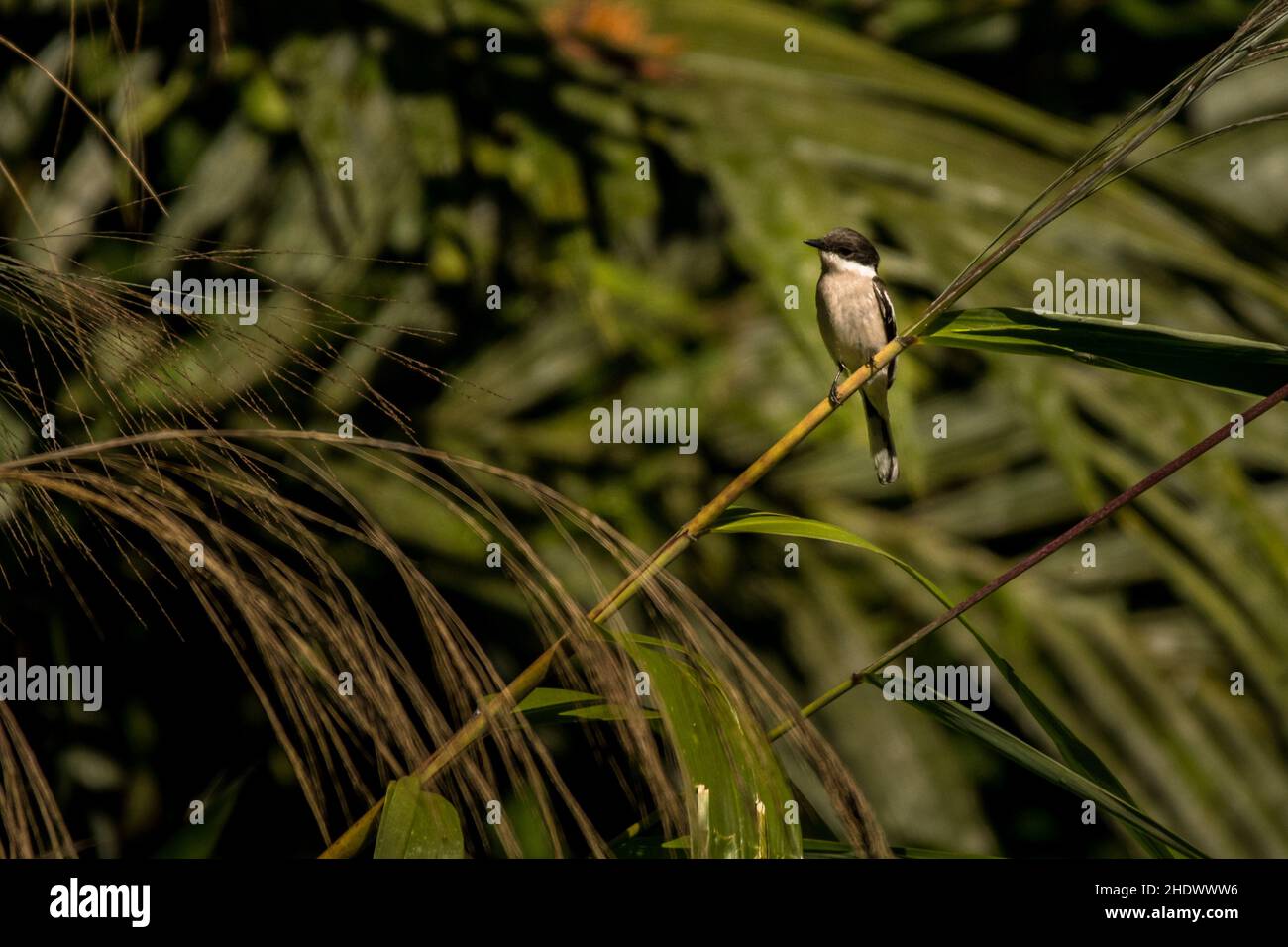 Bar‑winged flycatcher‑shrike, Hemipus picatus, Vietnam Stock Photo - Alamy