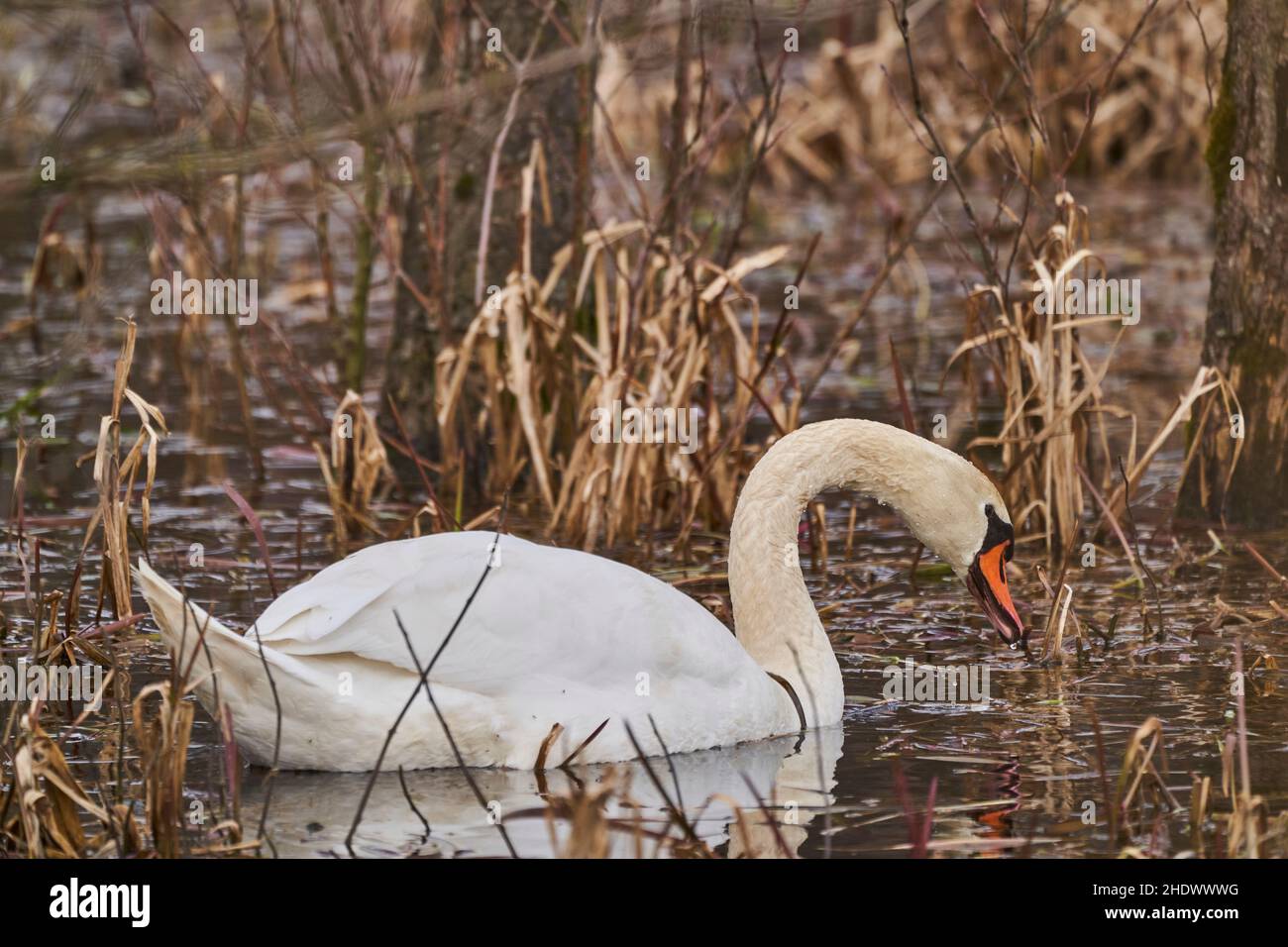 White swans, Cygnus, swimming through reed. Bird species of Anatidae ...