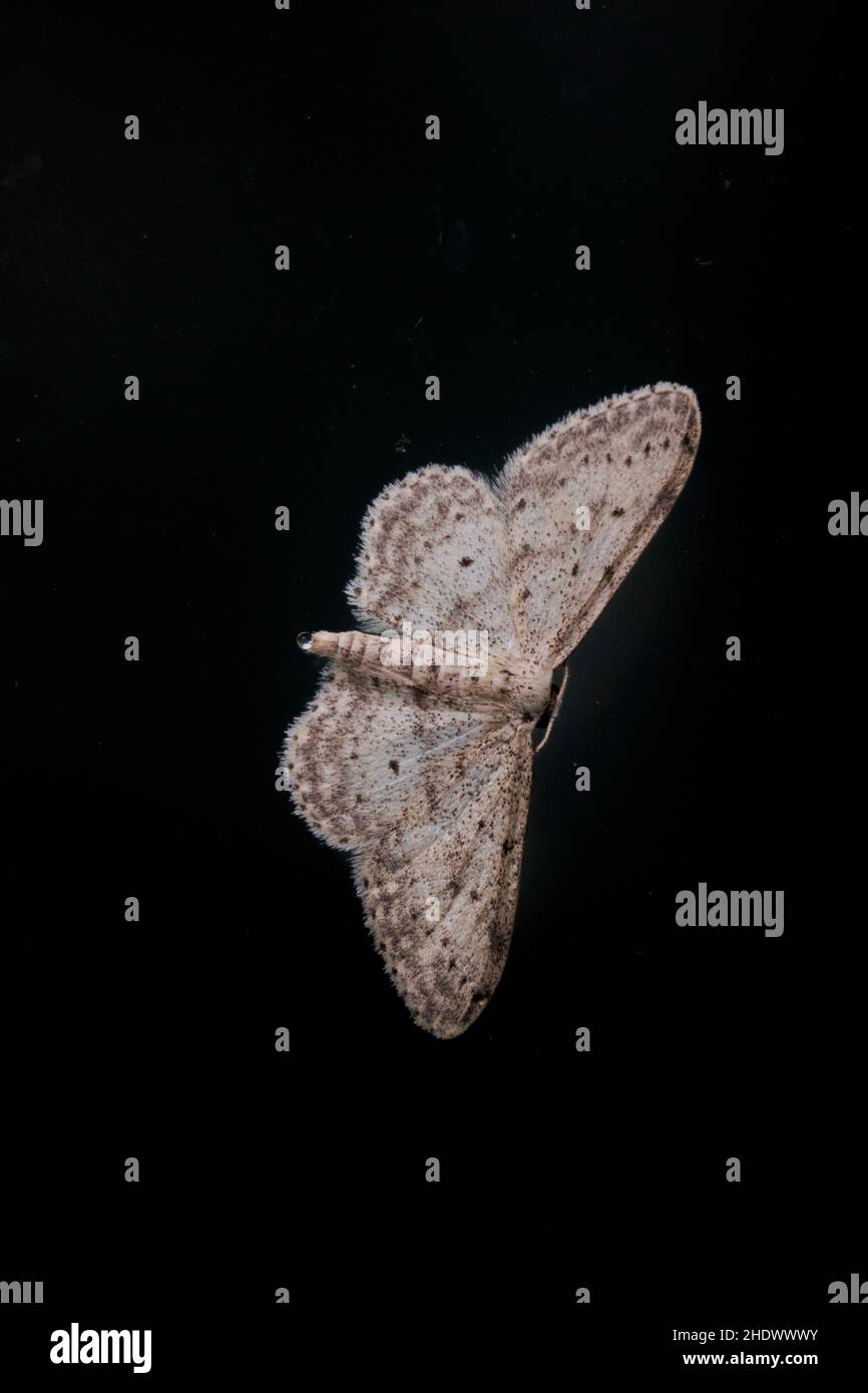 white moth with wide spread wings on a glass window Stock Photo - Alamy