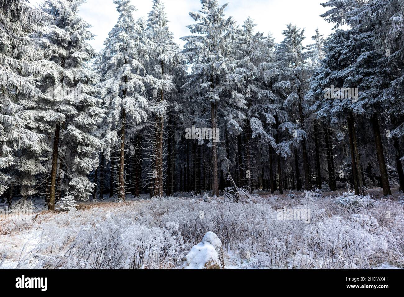 Beautiful winter landscape on the heights of the Thuringian Forest near ...