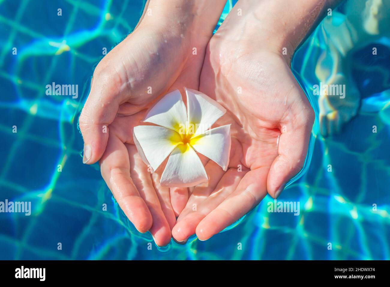 blossom, hand, pool, blossoms, hands, pools, wooden post Stock Photo ...