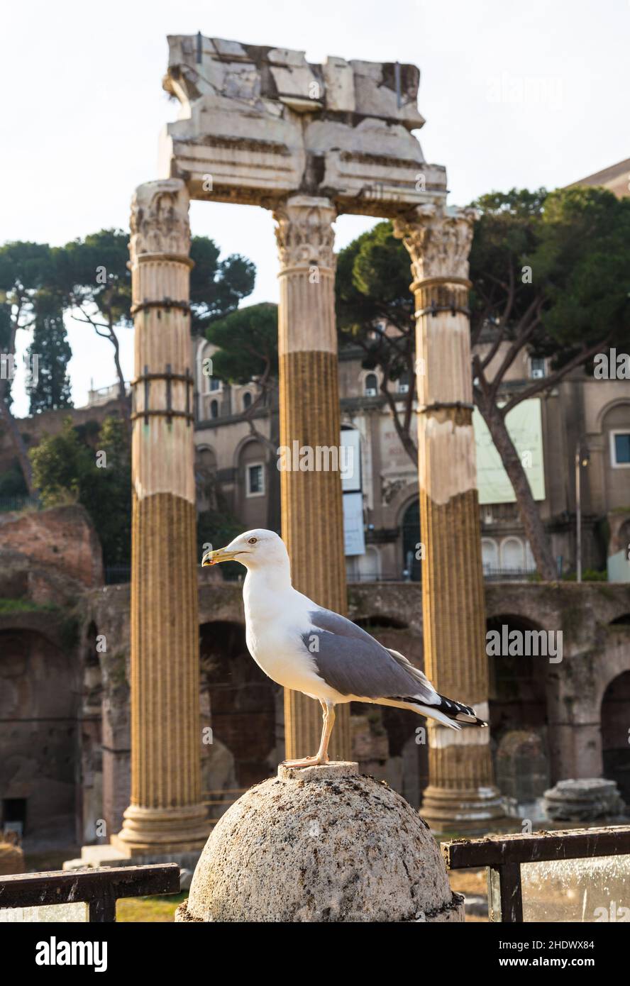 seagull, forum romanum, seagulls, roman forums Stock Photo - Alamy