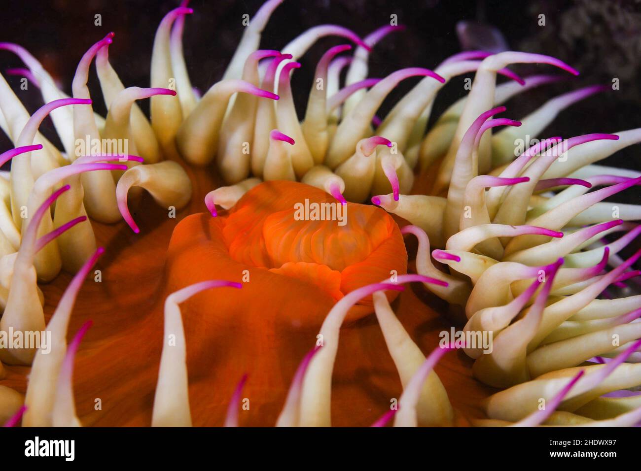 False plum anemone hi-res stock photography and images - Alamy