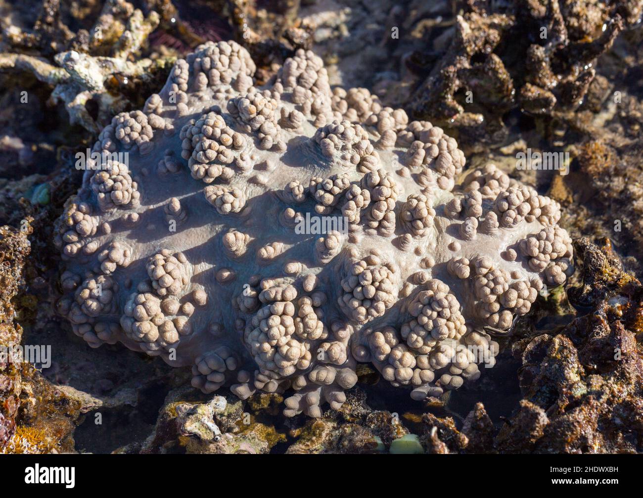 coral reef, low tide, coral reefs, low tides Stock Photo - Alamy