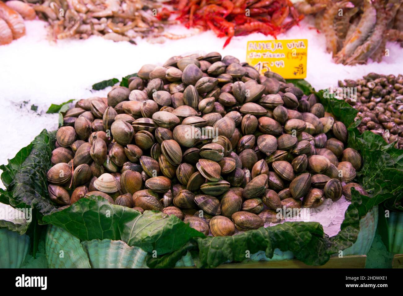 Venus studio hi-res stock photography and images - Alamy