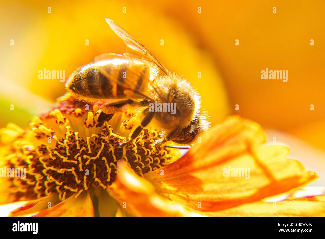 Honey bee covered with yellow pollen drink nectar, pollinating flower ...