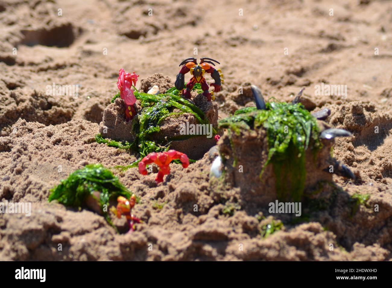 Closeup of seaweed and toys on the destroyed sandcastle at the beach ...