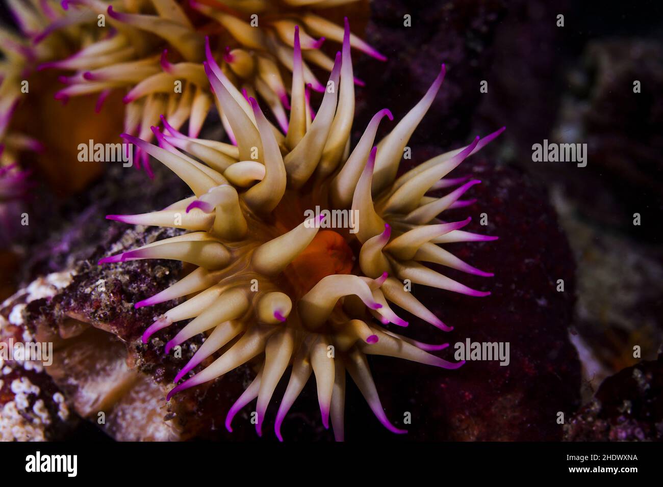 False plum anemone hi-res stock photography and images - Alamy