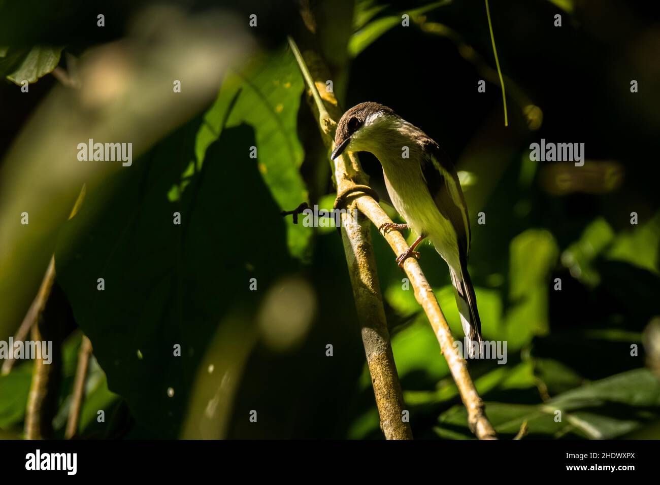 Bar‑winged flycatcher‑shrike, Hemipus picatus, Vietnam Stock Photo - Alamy