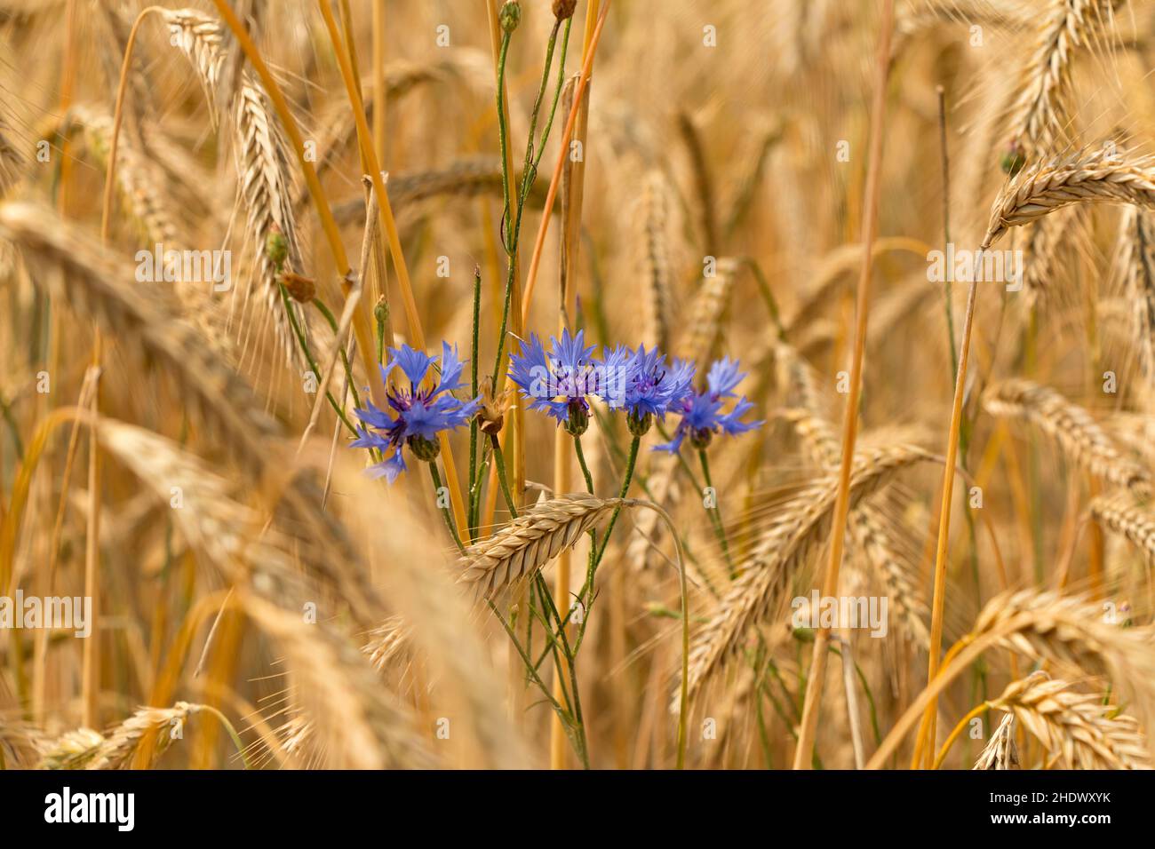 cornflower, grainfield, wildflower, cornflowers, grainfields ...