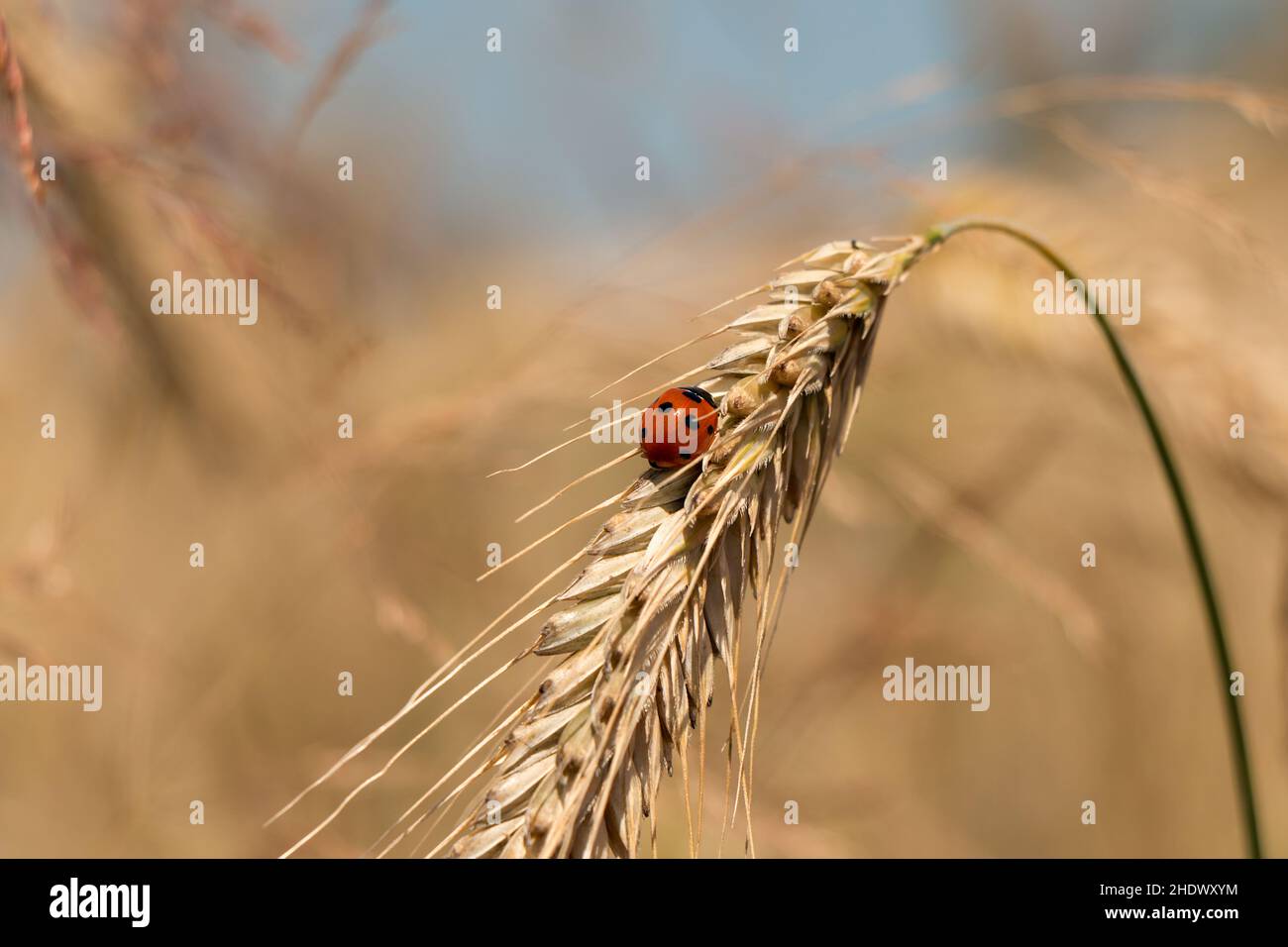 ladybird, lucky charms, ladybeetles Stock Photo - Alamy