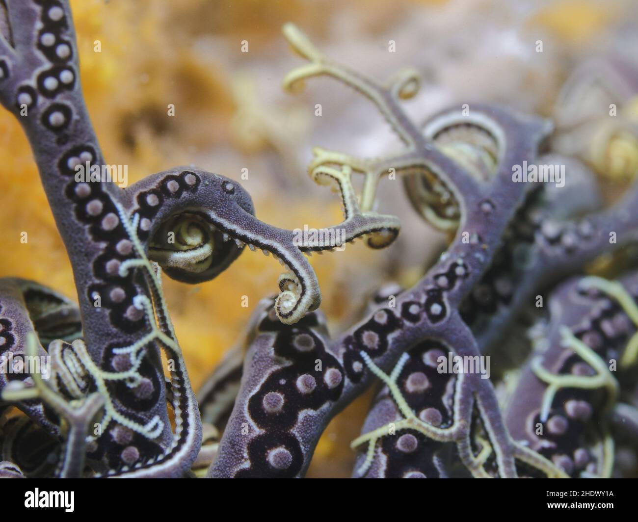 Dendrils hi-res stock photography and images - Alamy