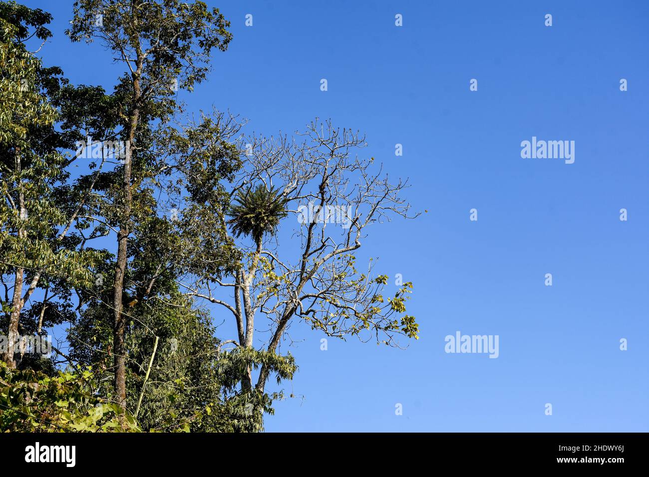 Green Himalaya forest trees with blue sky Stock Photo - Alamy