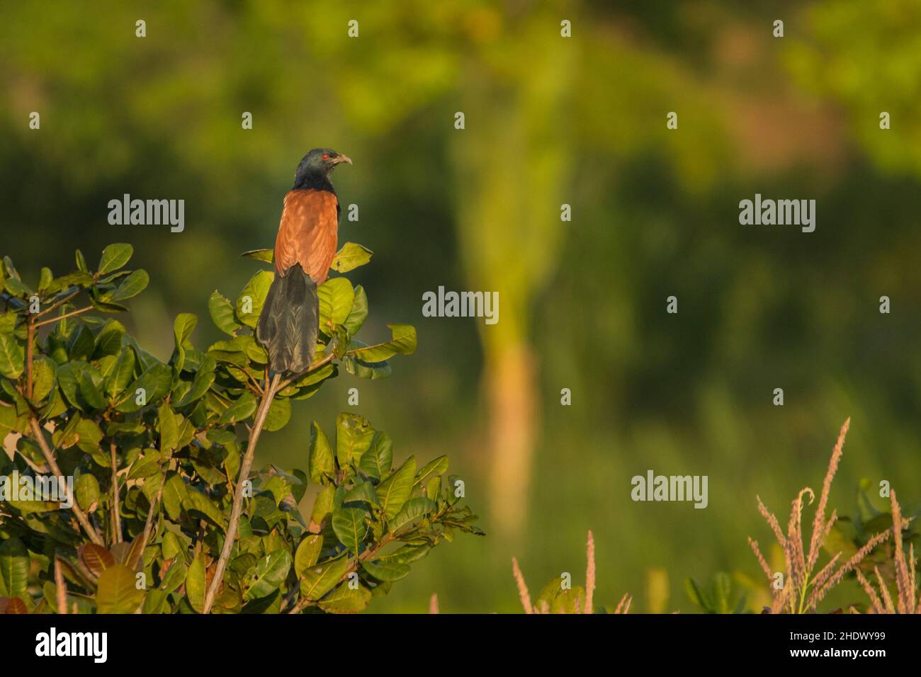 Greater coucal hi-res stock photography and images - Alamy