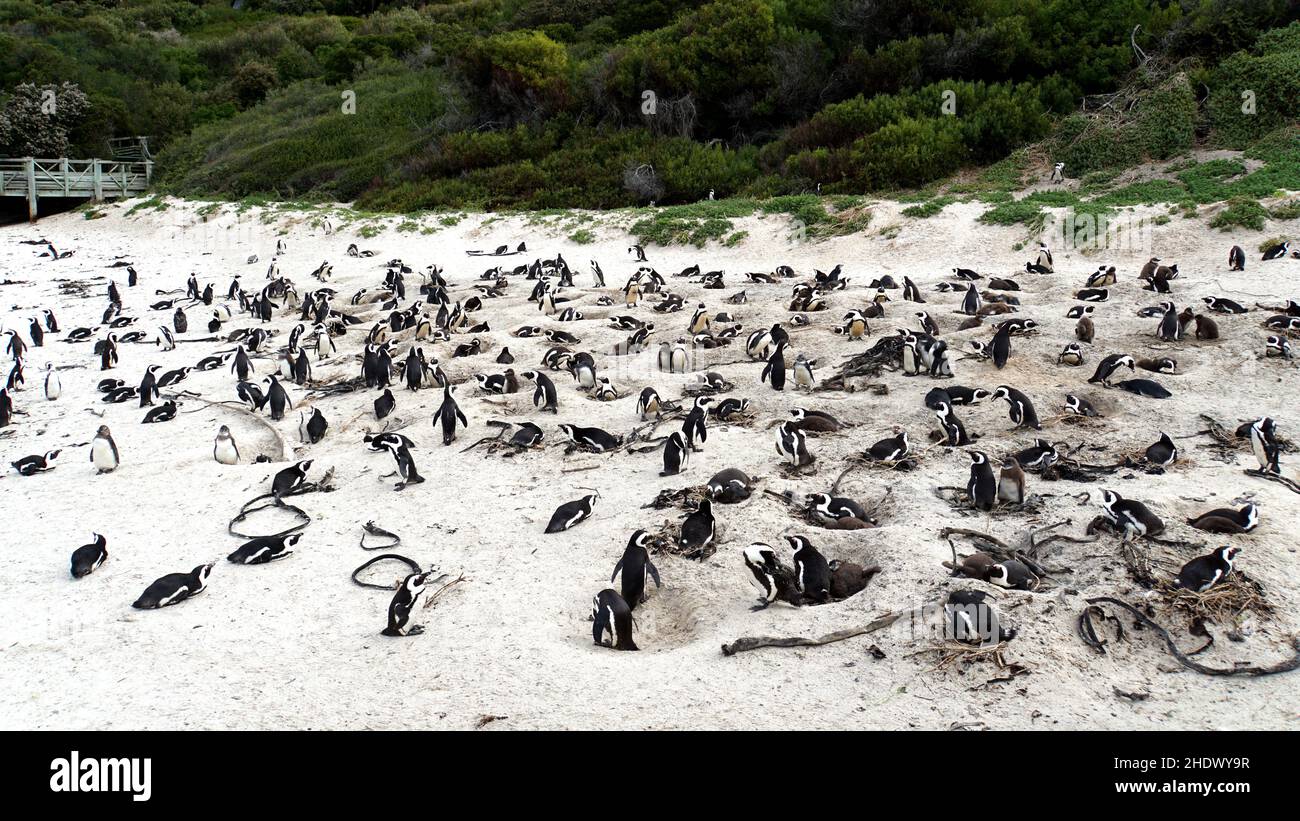 penguin, south africa, colony, penguins, south african, south africas ...