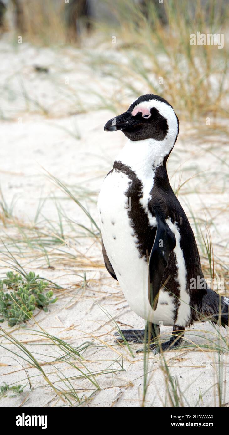 penguin, jackass penguin, penguins, jackass penguins Stock Photo - Alamy