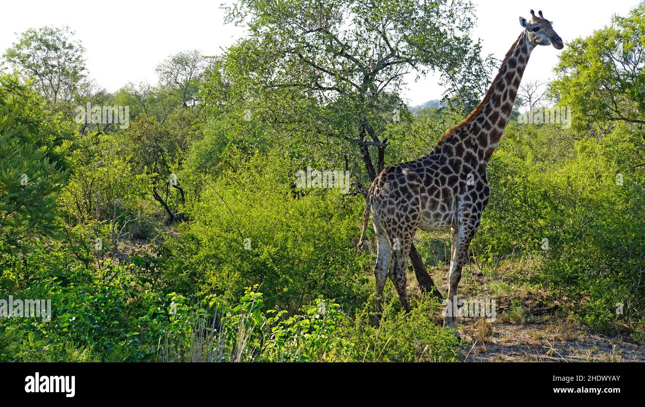 giraffe, kruger national park, giraffes, kruger national parks Stock ...