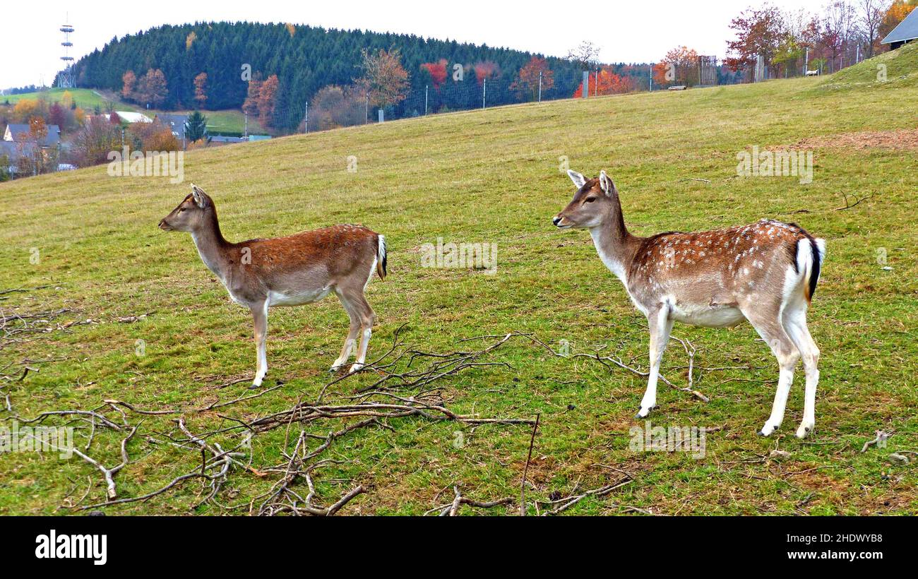 Deers enclosure hi-res stock photography and images - Alamy